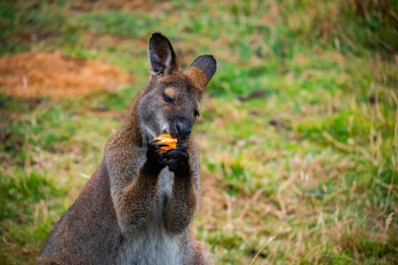 Private BlueMountains, ScenicWorld & AustralianWildlife Tour - An In-Depth Look at the Tour Experience