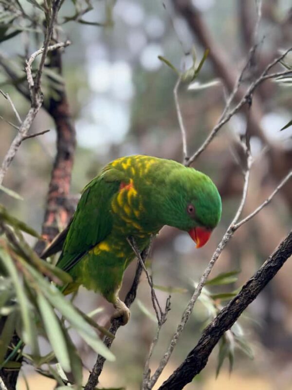 Private BlueMountains, ScenicWorld & AustralianWildlife Tour - FAQ