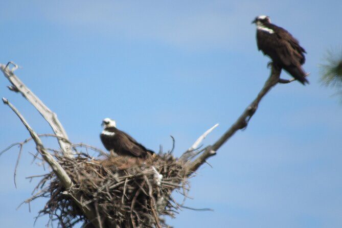 Private Boat and Dolphin Watching in Florida - FAQ