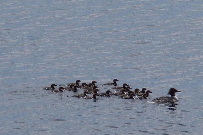 Private Boat Excursion into The Archipelago of Tammisaari - A Closer Look at the Experience