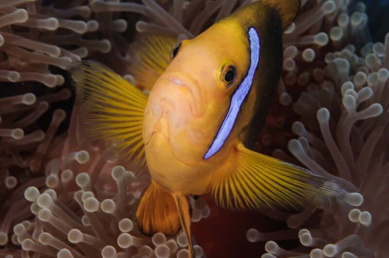 Private Boat for your Romantic Dive in Bora Bora - Key Points