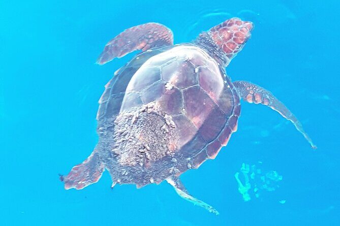 Private boat tour - A Deep Dive into the Experience