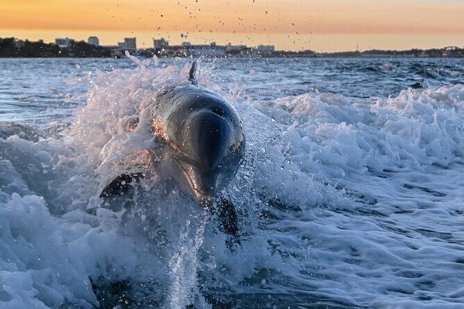 Private Boat Tour Dolphins Sunsets Shell Island and Snorkeling - Who Would Love This Tour?