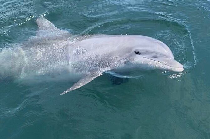 Private Boat Tour Dolphins Sunsets Shell Island and Snorkeling - Authentic Traveler Insights