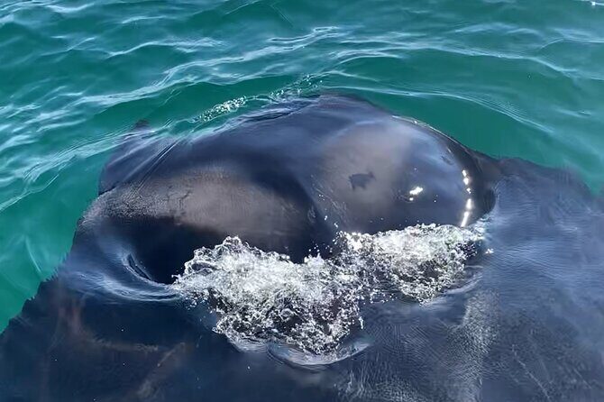 Private Boat Tour Dolphins Sunsets Shell Island and Snorkeling - The Sum Up