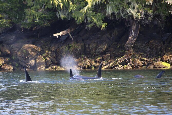 Private Boat Tour of Misty Fjords from Ketchikan - The Experience: What We Love About This Tour