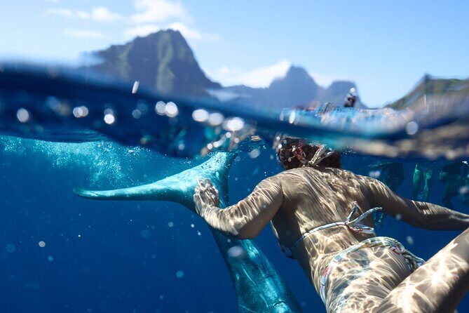 Private boat tour to swim with whales and sharks - An In-Depth Look at the Tour