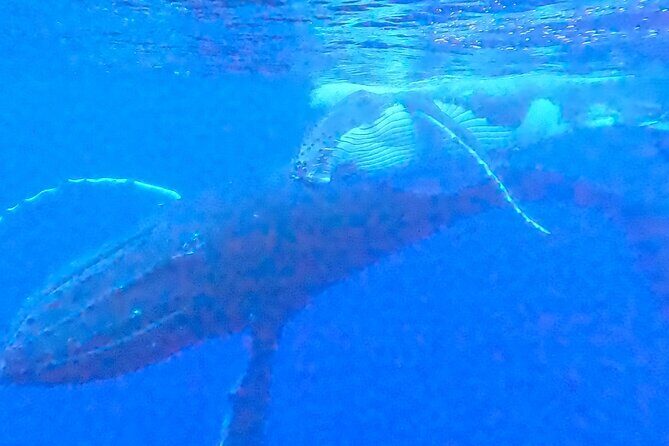 Private boat tour to swim with whales and sharks - FAQs