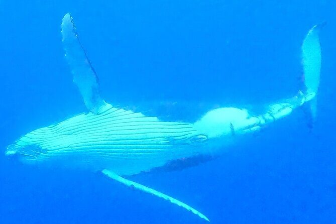 Private boat tour to swim with whales and sharks - Final Thoughts