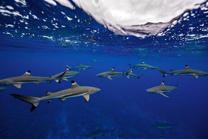 Private Boat Tours on Moorea Lagoon - The Sum Up