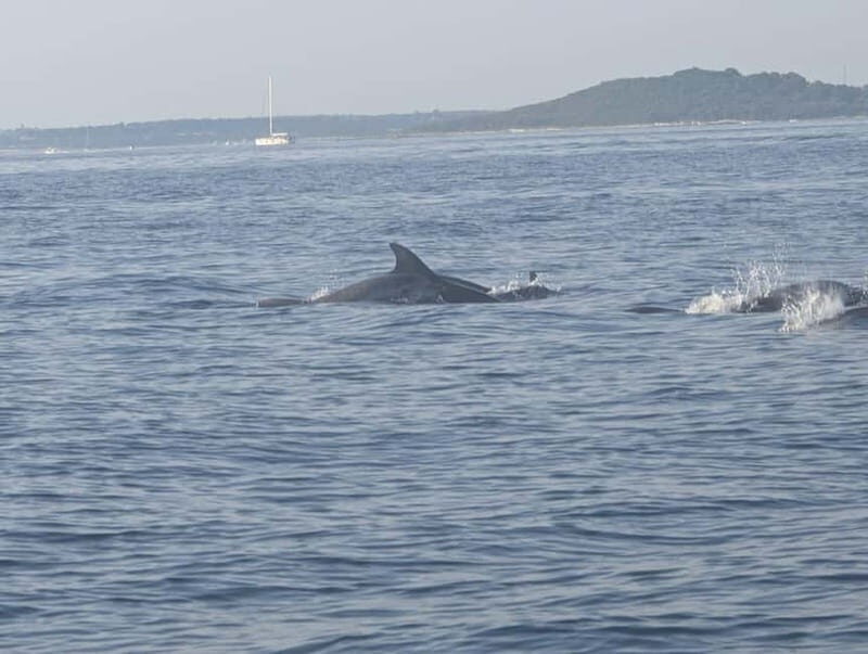 Private boat trips in Porec: dolphin watching, panoramic views - Why This Tour Is a Great Choice  