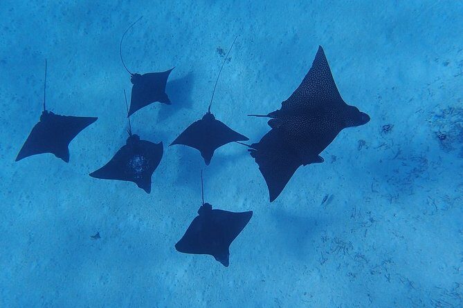 Private Bora Bora Lagoon Experience - An In-Depth Look at the Bora Bora Lagoon Experience