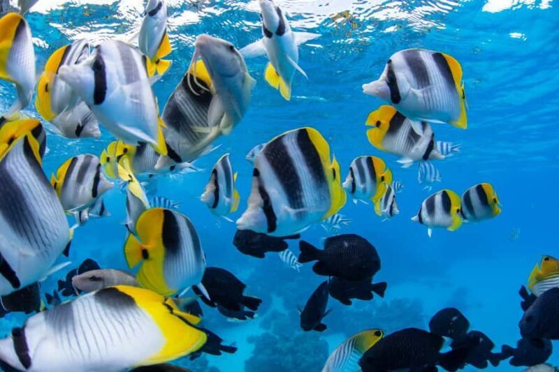 Private Bora Bora Lagoon Snorkel Cruise with BBQ Picnic - What’s Included and What to Know