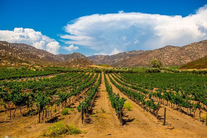 Private Boutique Wine Tour in Valle de Guadalupe - Authenticity and Who Will Love This Tour