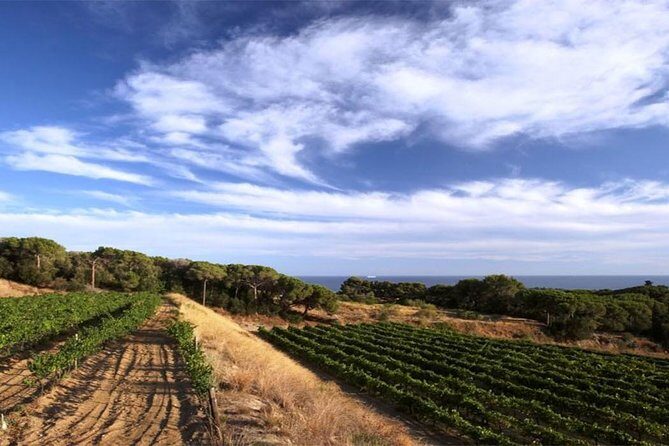 Private Breakfast Winery Experience - Private Wine Tasting Tour - An Authentic Morning in Catalonia: The Private Breakfast Winery Experience