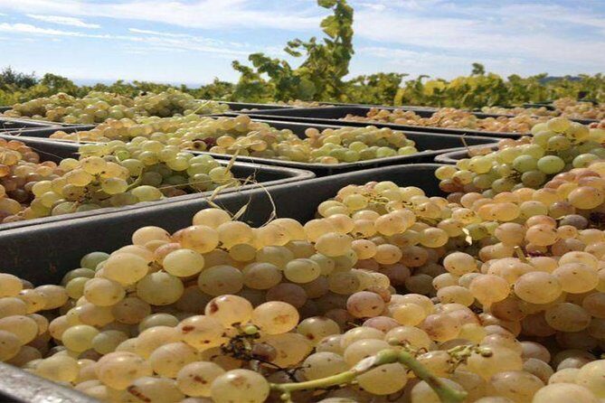 Private Breakfast Winery Experience - Private Wine Tasting Tour - What Reviewers Say: Authentic Insights