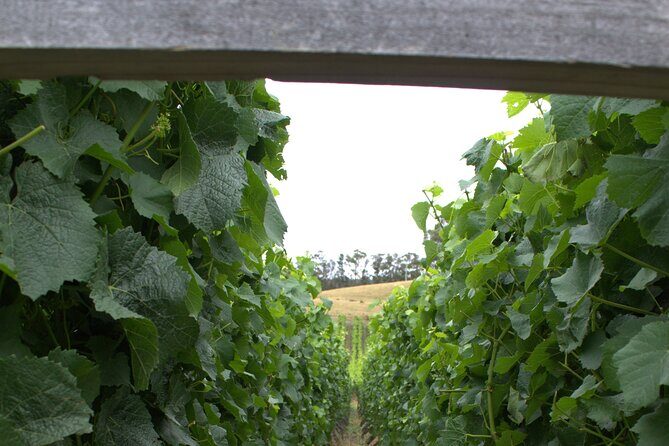 Private Bruny Island Discovery Tour - Frequently Asked Questions