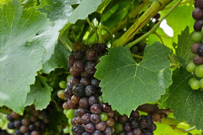 Private Canberra Winery Tour with lunch - Why Choose the Private Canberra Winery Tour?