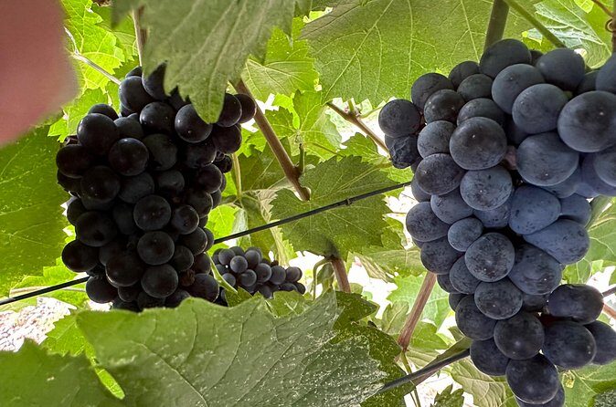 Private car tour in Sedona and Verde Valley experience - Who Should Consider This Tour?