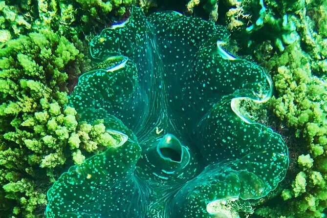 Private Catamaran Charter to Low Isles with Snorkelling and Lunch - FAQ