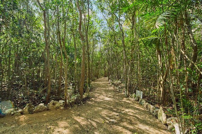 Private Cenote Experience, swim in the heart of the Mayan Jungle - The Sum Up