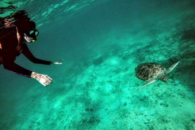 Private Cenote & Snorkeling Tour with Turtles in Akumal - Transportation and Logistics