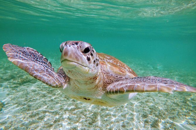 Private Cenote & Snorkeling Tour with Turtles in Akumal - Authentic Experiences Backed by Reviews