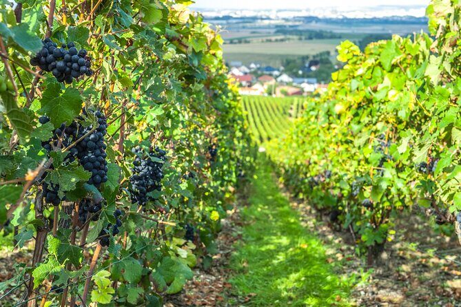 Private Champagne tour, family growers and lunch - The Sum Up