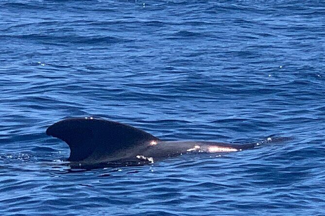 private charter 3 Hours Whale Encounter puerto colon adeje - What to Expect from the Tour