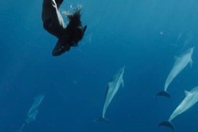 Private Charter Humpback Whale Watching & Dolphin Search - What You Can Expect from the Tour