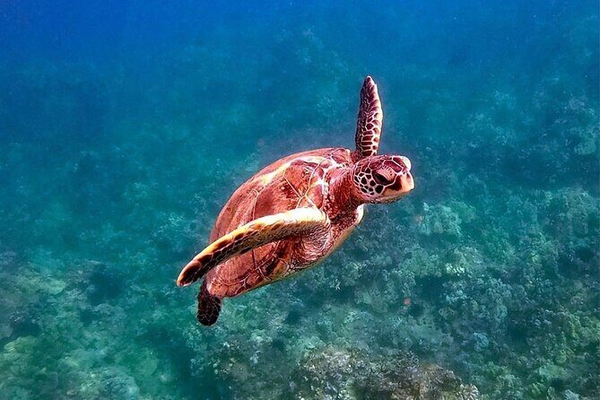 Private Charter Humpback Whale Watching & Dolphin Search - FAQs