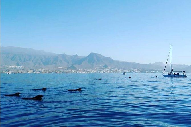 Private Charter in Tenerife south max 7 people - Exploring Tenerife’s South Coast on a Private Boat Charter: An In-Depth Review