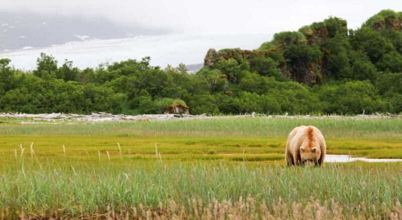 Private Chauffeur / Tour Guide Luxurious SUV Customizable - Transportation and Logistics