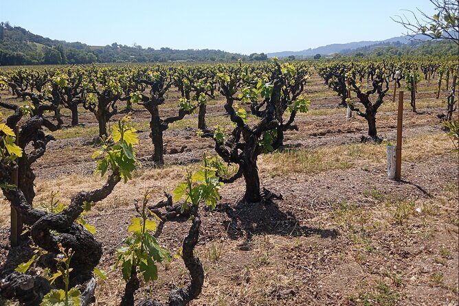 Private Chauffeured Winery Tour - The First Stop: Del Dotto Historic Winery & Caves