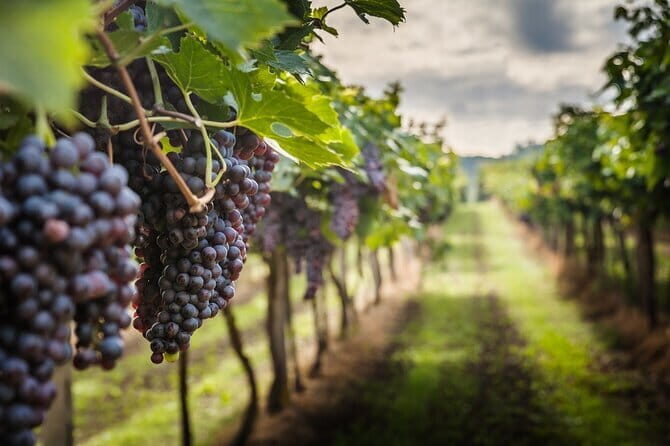 Private Chianti Wine Tasting from Florence, Half Day Experience - Exploring the Private Chianti Wine Tasting from Florence – A Truly Authentic Experience