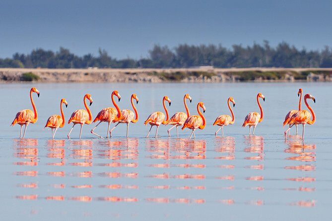 Private Chichen Itza, Cenote Ik Kil, Rio Lagartos & Las Coloradas - Exploring the Itinerary: What You Can Expect