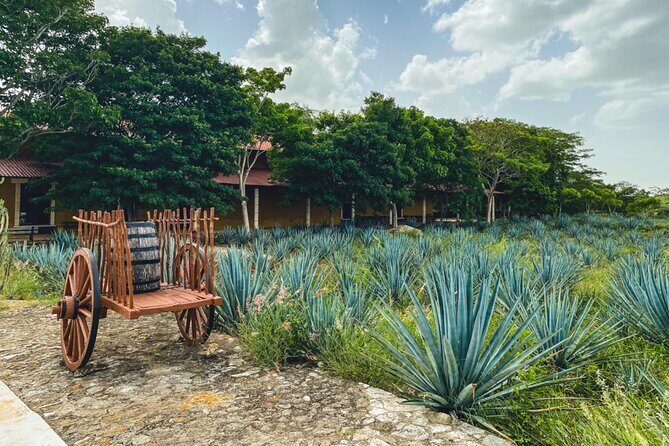 Private Chichén Itzá, Mayapan Distillery and Valladolid Tour - Authentic Experiences That Matter