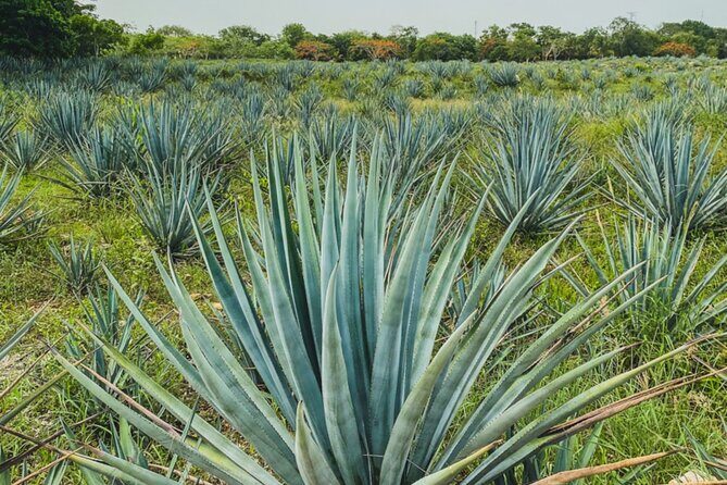 Private Chichén Itzá, Mayapan Distillery and Valladolid Tour - Who Should Book This Tour?