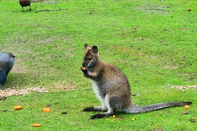 Private Christchurch City Highlight Half Day Tour - The Garden City’s Pride: Christchurch Botanic Gardens