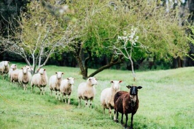 Private Classical Wine and Cheese Pairing Experience - The Authenticity and Value of the Experience