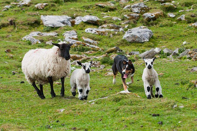 Private Cliffs of Moher Day Tour - Who Is This Tour Best For?