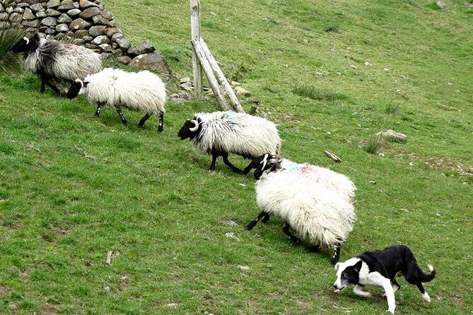 Private Connemara Day Tour - Authentic Experiences Highlighted by Guests