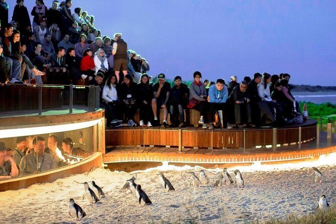 Private custom Penguin Tour with Premium Penguin Tickets - Final Thoughts
