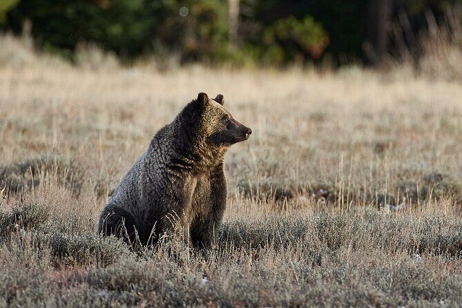Private, Custom Yellowstone Wildlife Tours & Photo Safaris - Who Will Love This Tour?