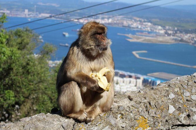 Private Day To Gibraltar from Marbella or Marbella - Key Points