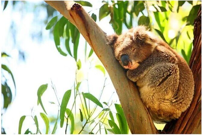 Private Day Tour at The Great Ocean Road - The Sum Up
