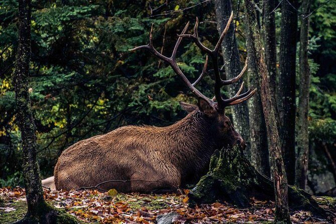 Private day tour to wildlife Parc Omega and Montebello lodge from Montreal - Final Thoughts: Who Will Love This Tour?