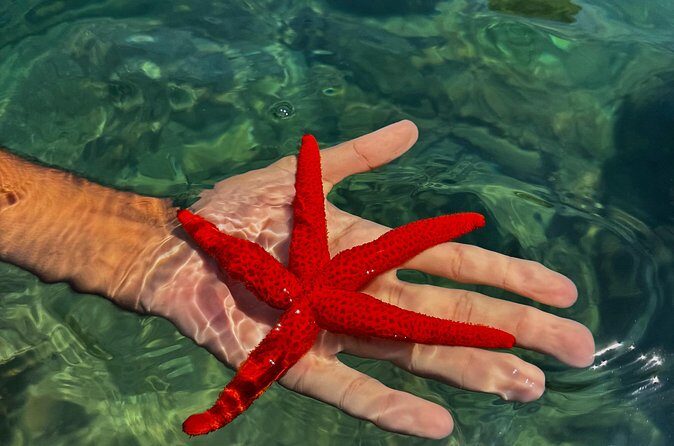 Private Day Trip between St Cyr and Cassis! - Practical Details and Considerations