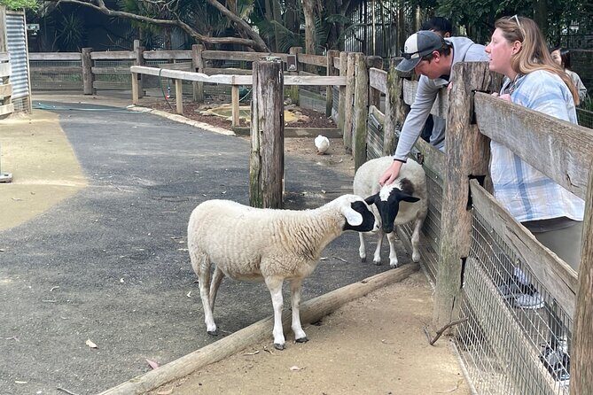 Private Day Trip to Featherdale, Scenic World and Three Sisters - Final Thoughts