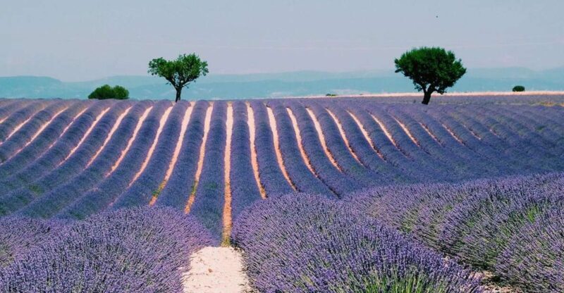 Private Day Trip to Provence and Lavender Fields - Who is This Tour Best For?